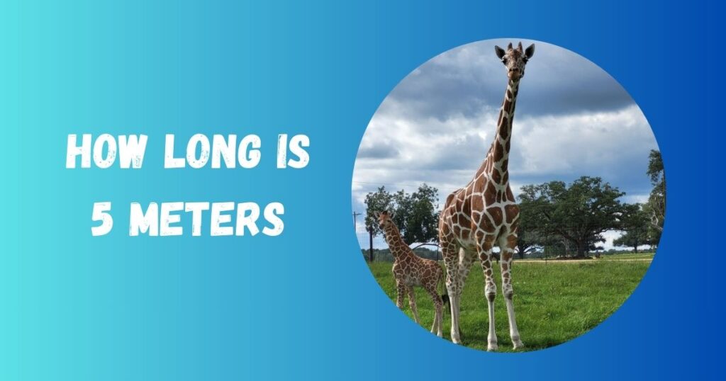 How Long is 5 Meters: A Complete Guide With Distances & Things That Are ...